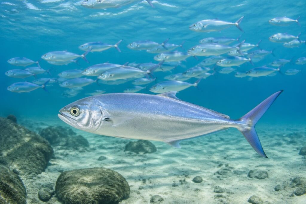 Zander Fish Guide 2026: Identification, Habitat, and Tips - Find ...